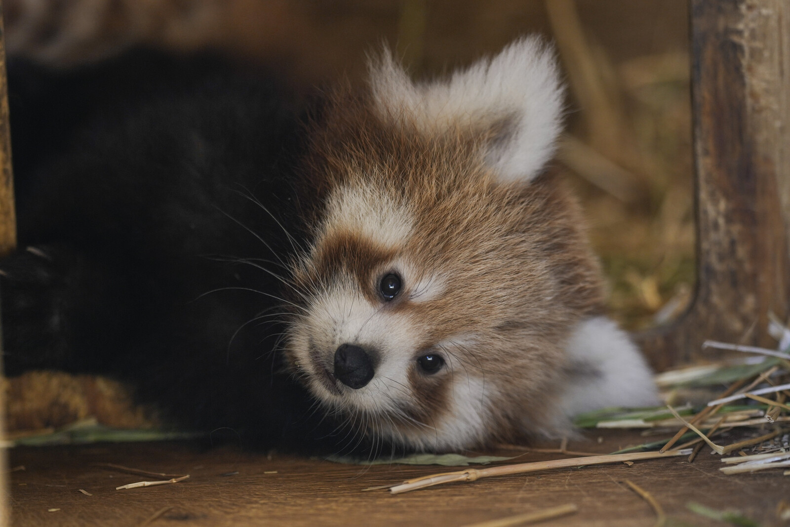 Red Panda Cub Died from Firework Stress | Sweden Herald
