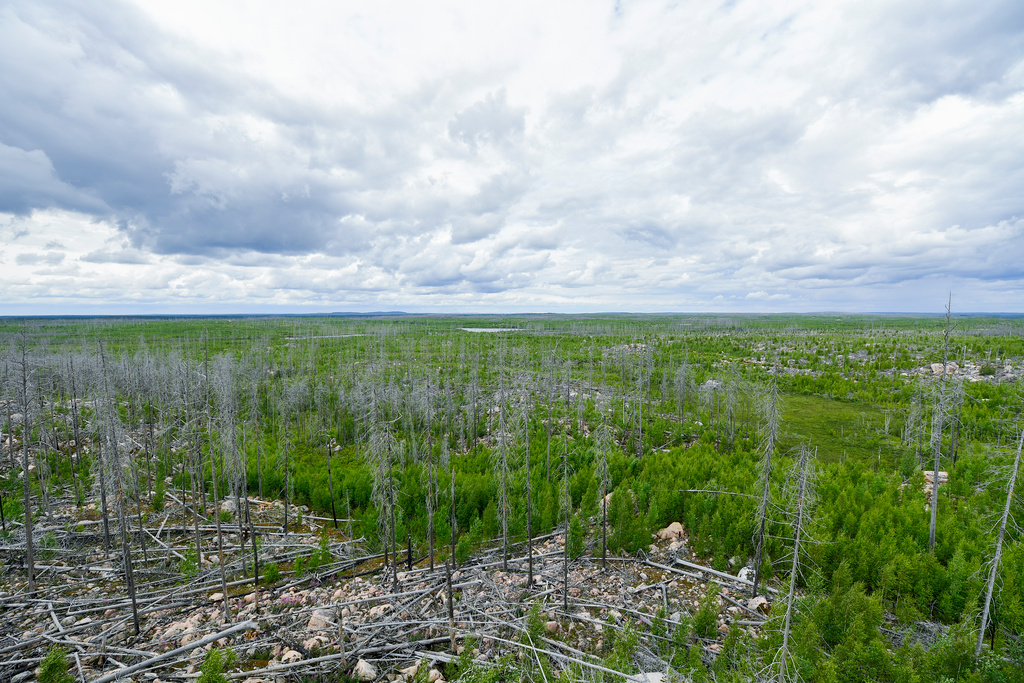 Ten years after the major forest fire – this is how Sweden has prepared ...