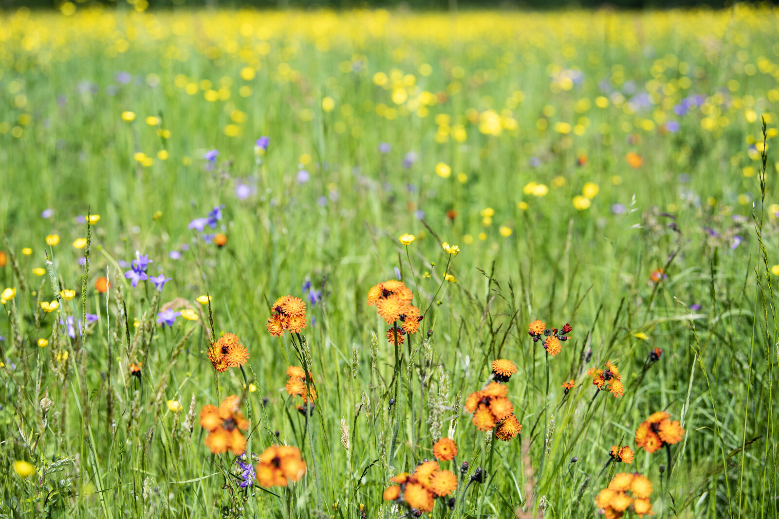 Summer Jobs Available: Collect Wildflower Seeds Across Sweden | Sweden ...