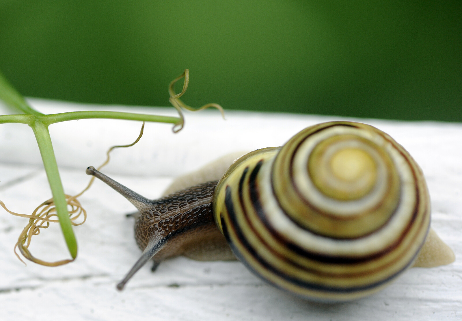 Roman Snail Invasion: A Growing Threat to Swedish Gardens | Sweden Herald