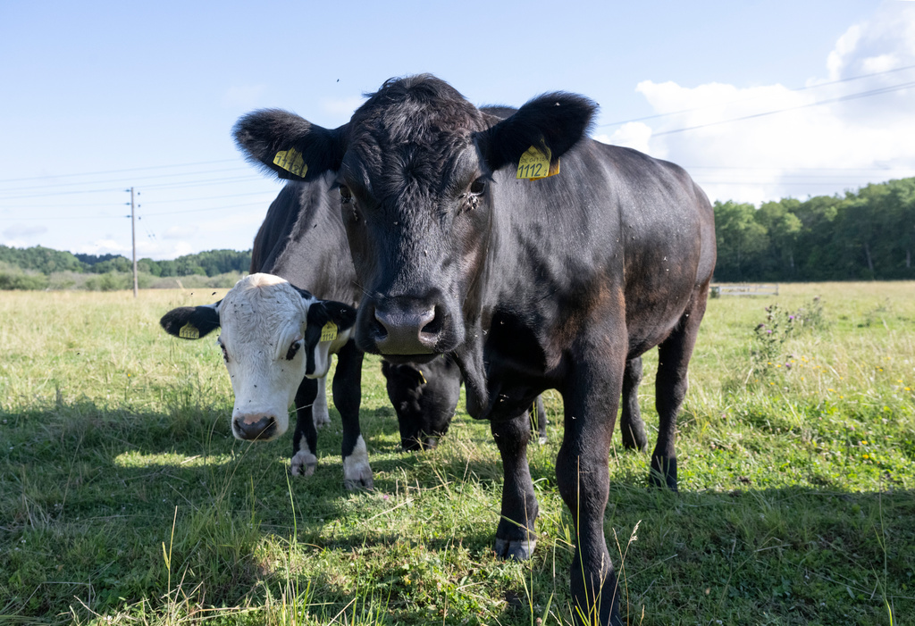 "A Cloudy Day for Sweden's Dairy Cows" | Sweden Herald