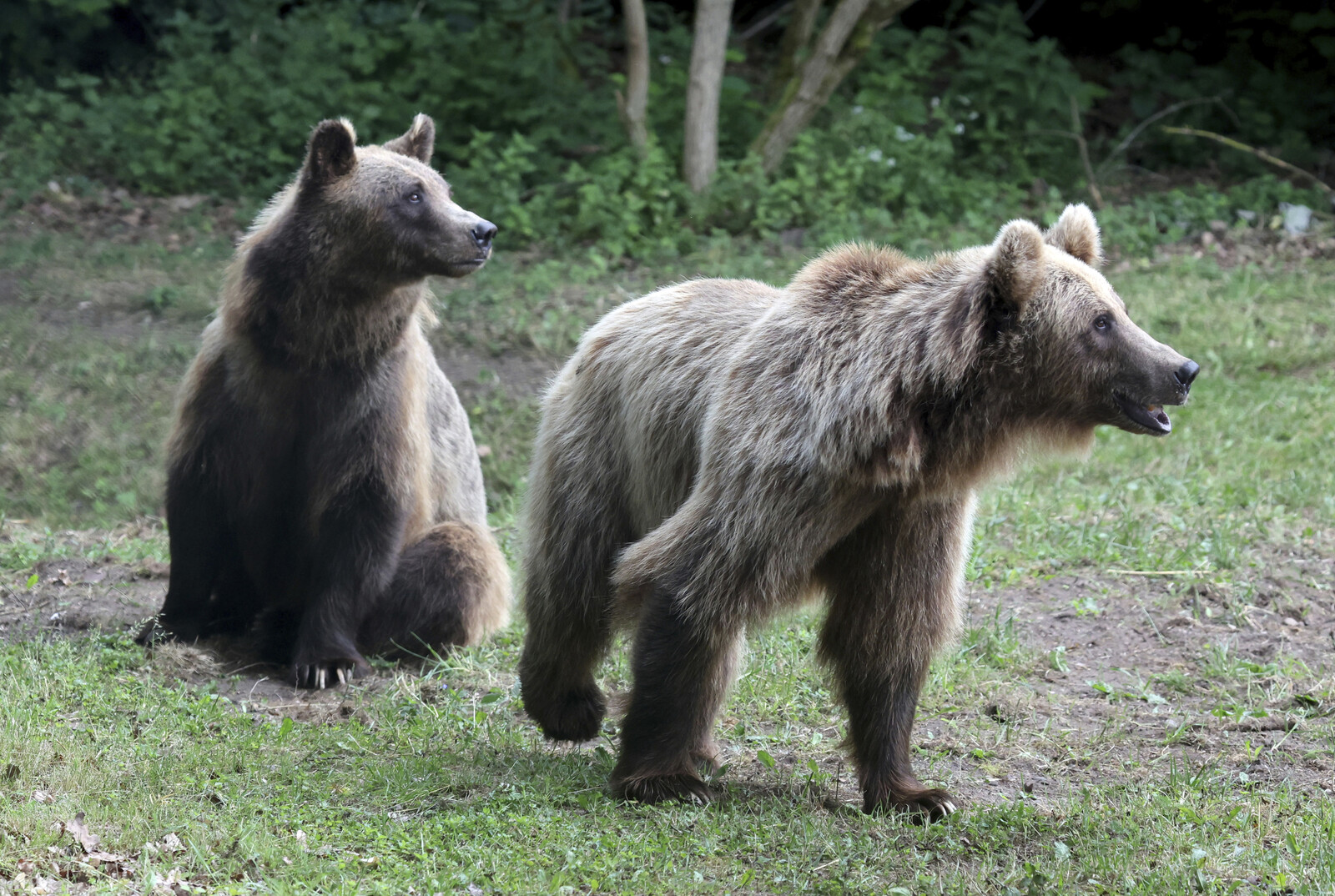 Slovakia Approves Culling of 350 Bears After Fatal Attack | Sweden Herald