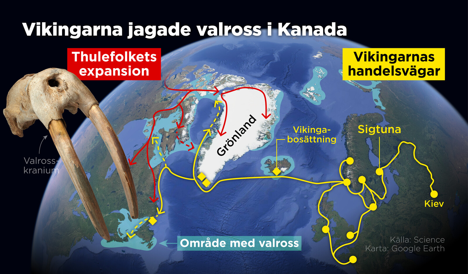 The unexpected discovery about the Vikings' hunt for walruses | Sweden ...