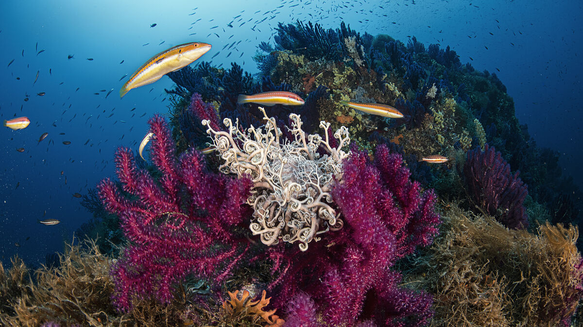 Coral Reefs at Risk of Extinction Due to Global Warming, Report Warns ...