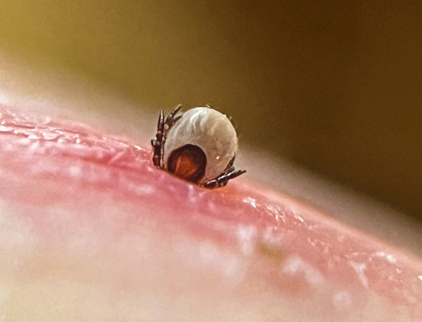 Mild Winter Spurs Surge in Tick Reports Across Sweden | Sweden Herald