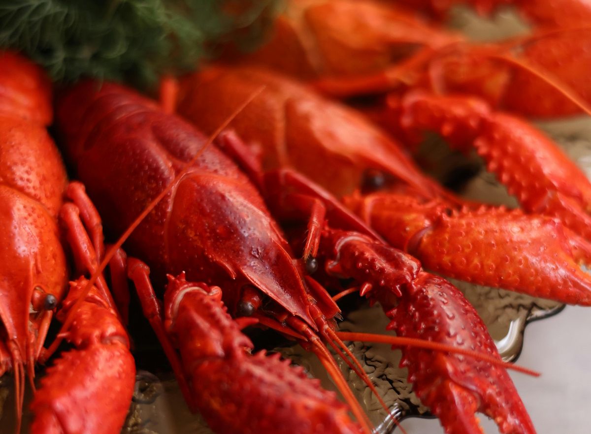 The Swedish crayfish season | Sweden Herald