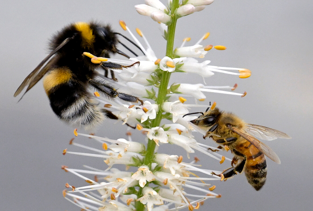 WWF: A major victory for nature | Sweden Herald
