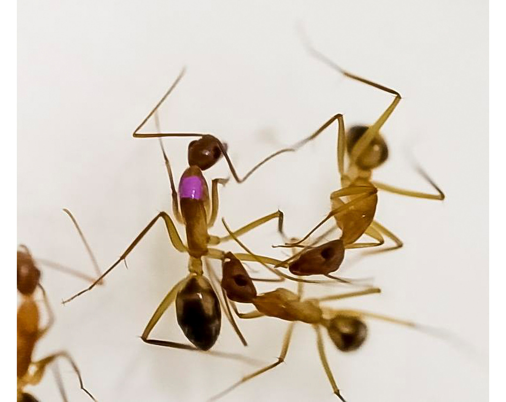 Ants can perform advanced surgery | Sweden Herald