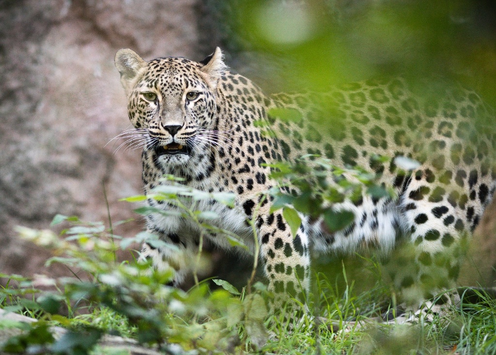 Leopard cubs born at Nordens Ark | Sweden Herald