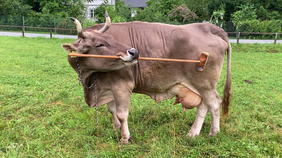 Smart cow uses tools, surprises researchers | Sweden Herald