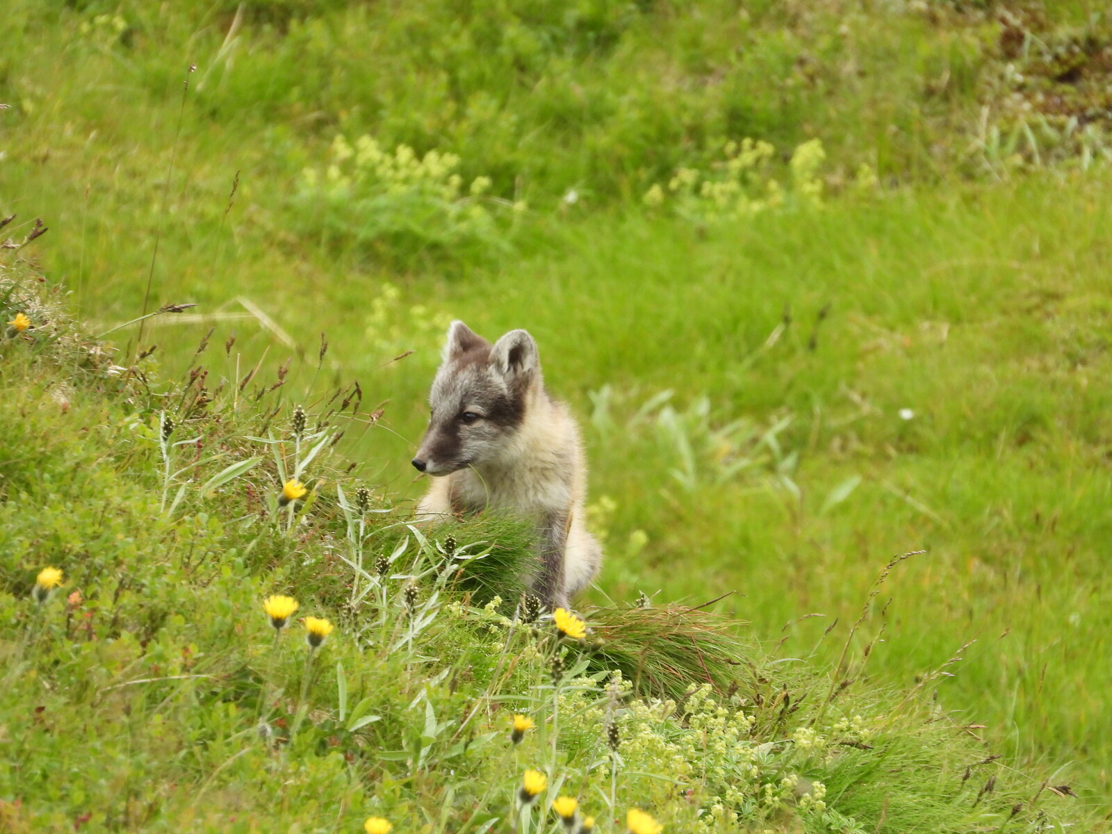 Summer's Election Luck Gives Hope for the Arctic Fox | Sweden Herald