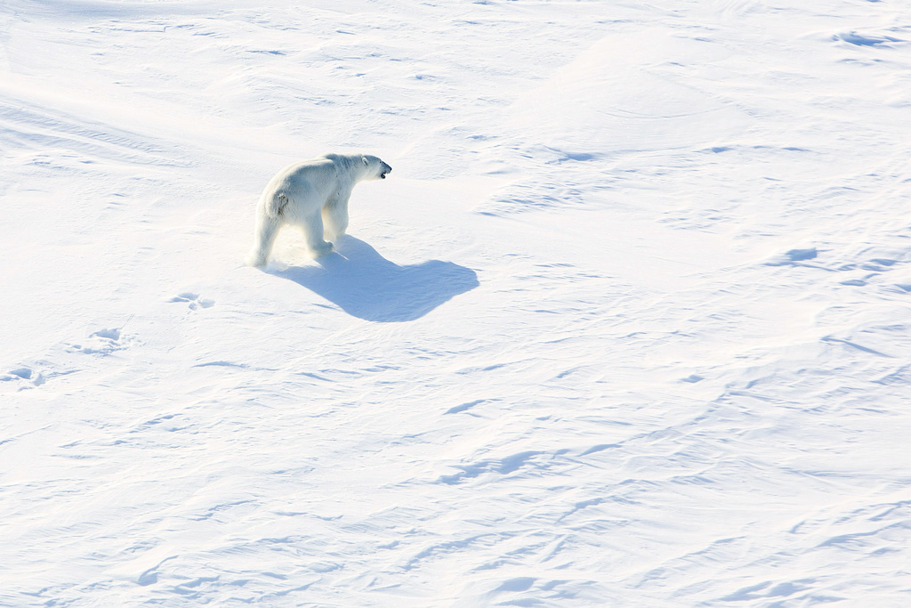 Greenland wants to shoot more polar bears | Sweden Herald