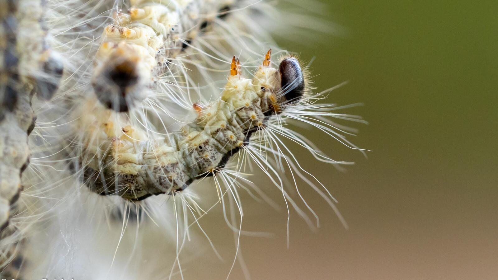 "The Larva from Hell": 800 Found in Denmark | Sweden Herald
