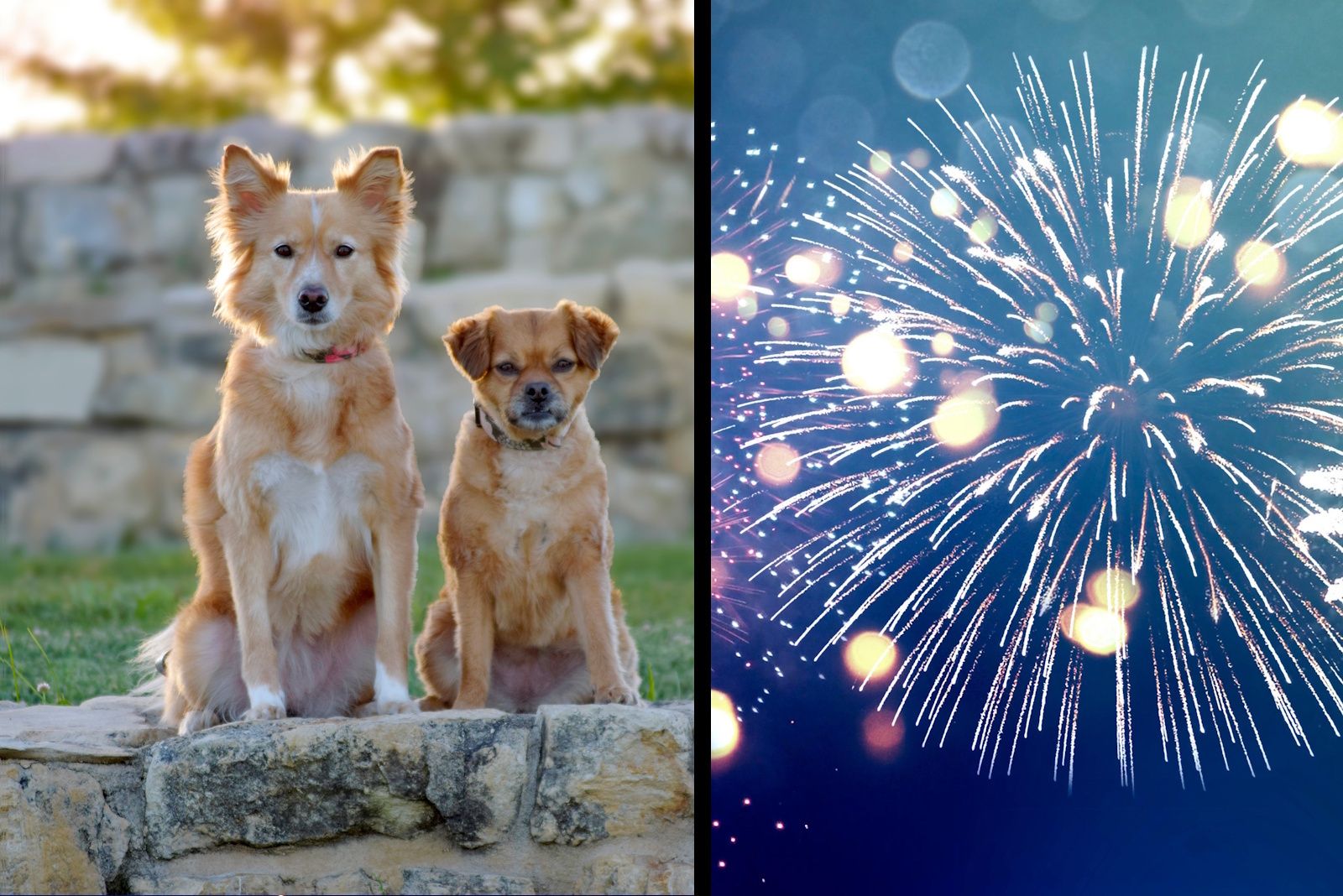 Dogs and New Year's - Top Nine Best Tips for Handling New Year's Eve ...