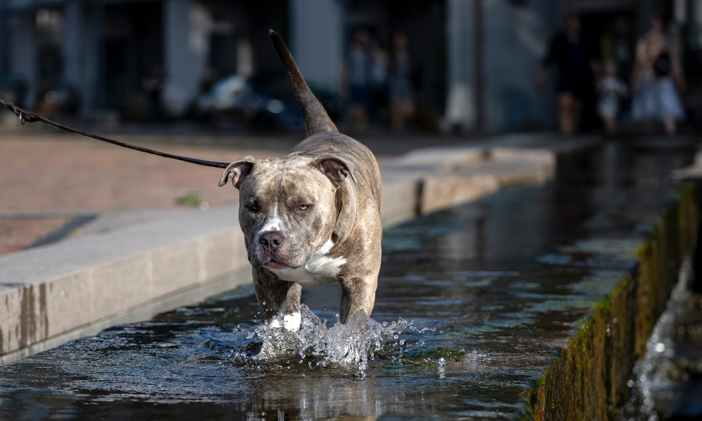 The record heat wave is shared between two cities | Sweden Herald