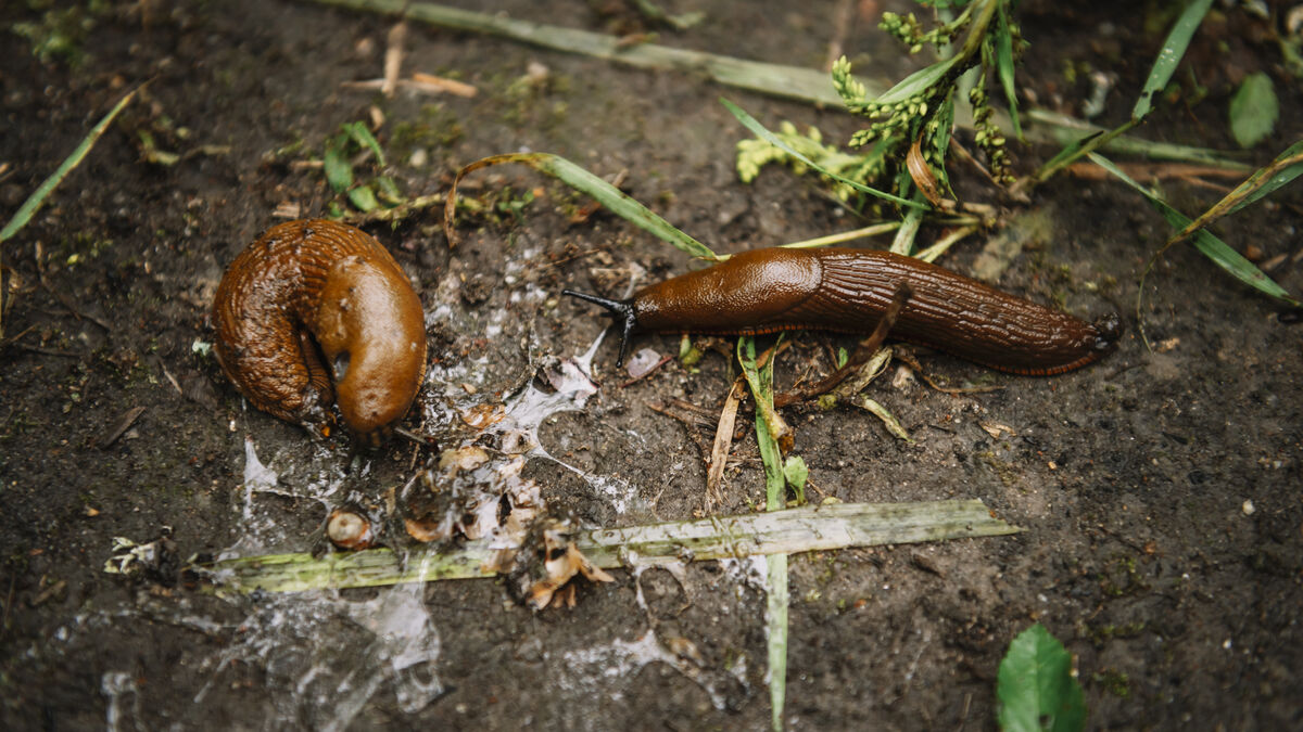 The progress of the killer slug in Sweden will be determined in the ...