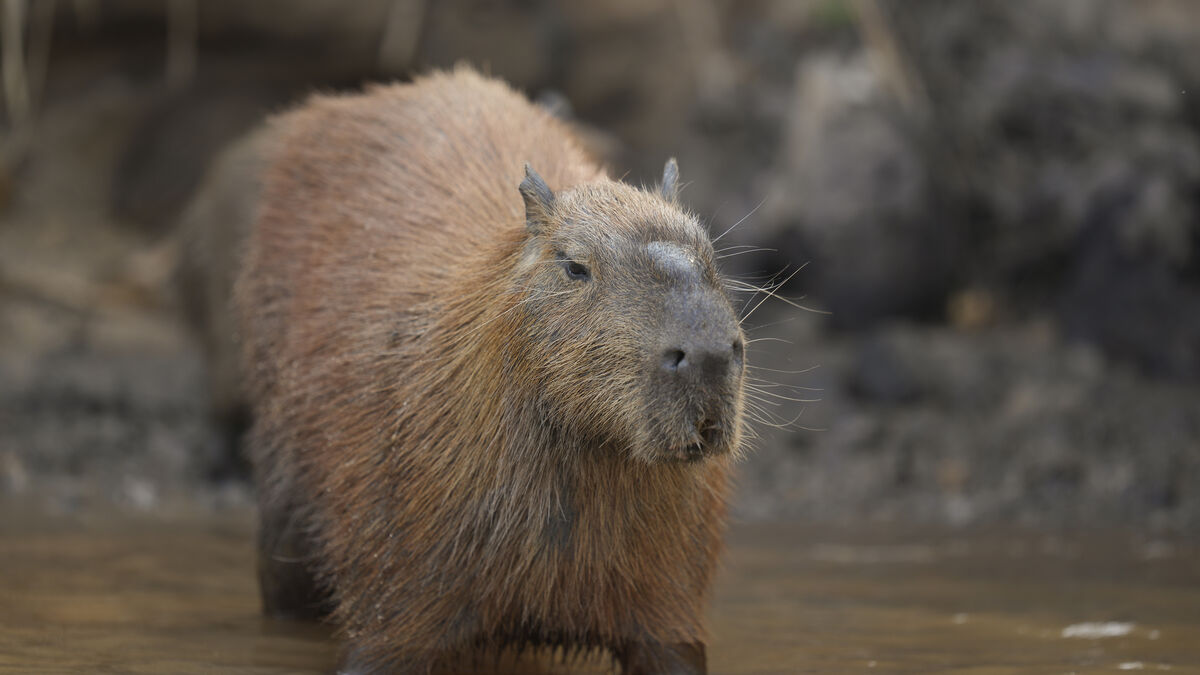 Brutal attack on capybara in Rio de Janeiro shakes Brazil | Sweden Herald