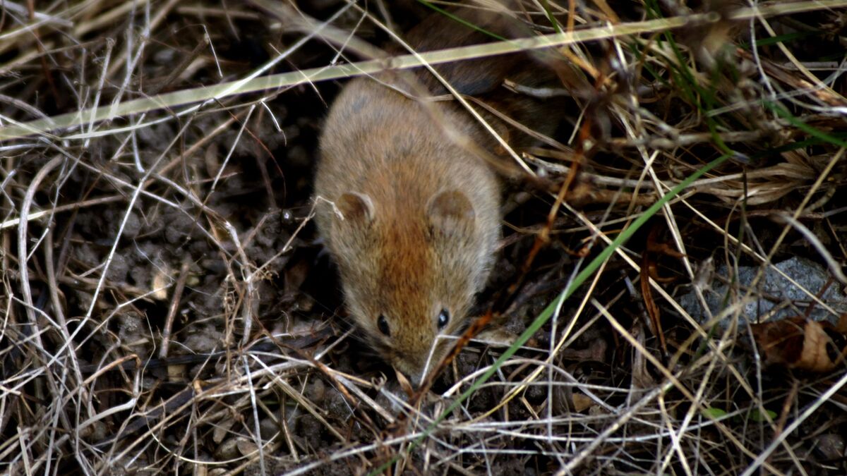Warning: Risk of rat fever among humans | Sweden Herald