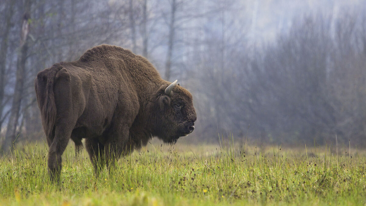 Three bison hit by train in Poland's Białowieża Forest | Sweden Herald