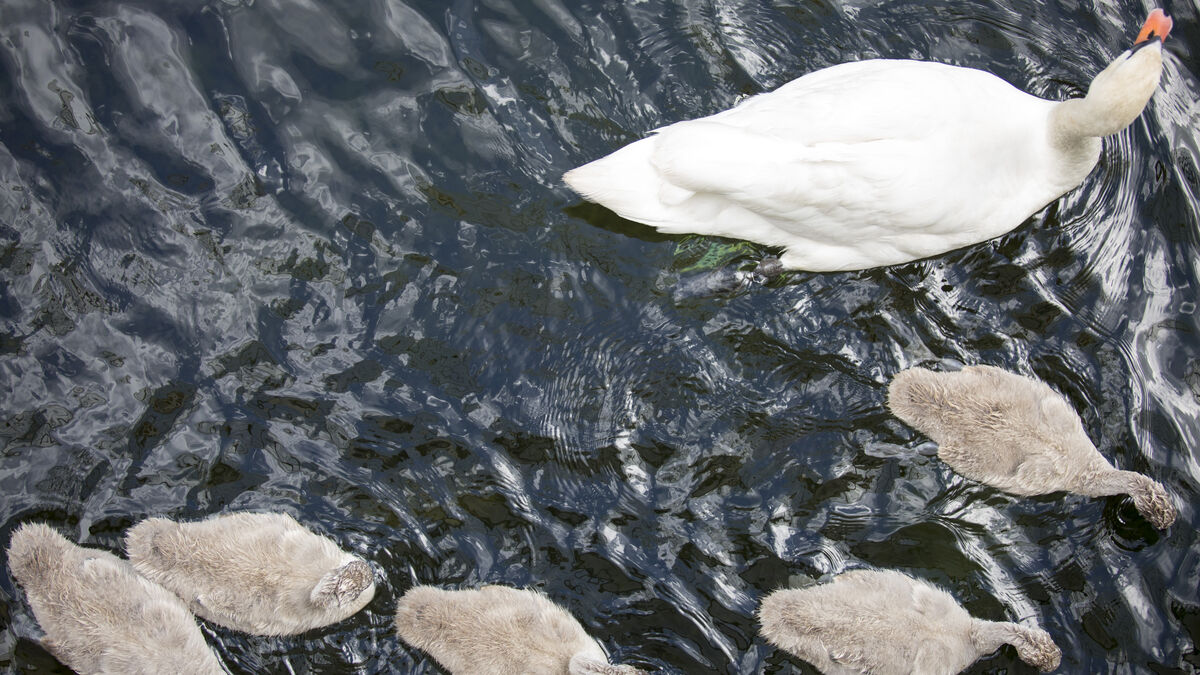 Three swan chicks dead from bird flu on Värmdö | Sweden Herald
