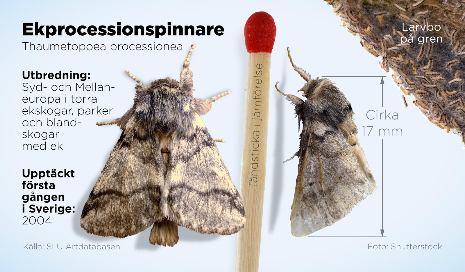 Allergenic Oak Processionary Larva Found at Danish School | Sweden Herald