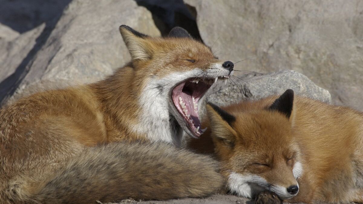 Fox attacks outside Norrköping, cat killed | Sweden Herald