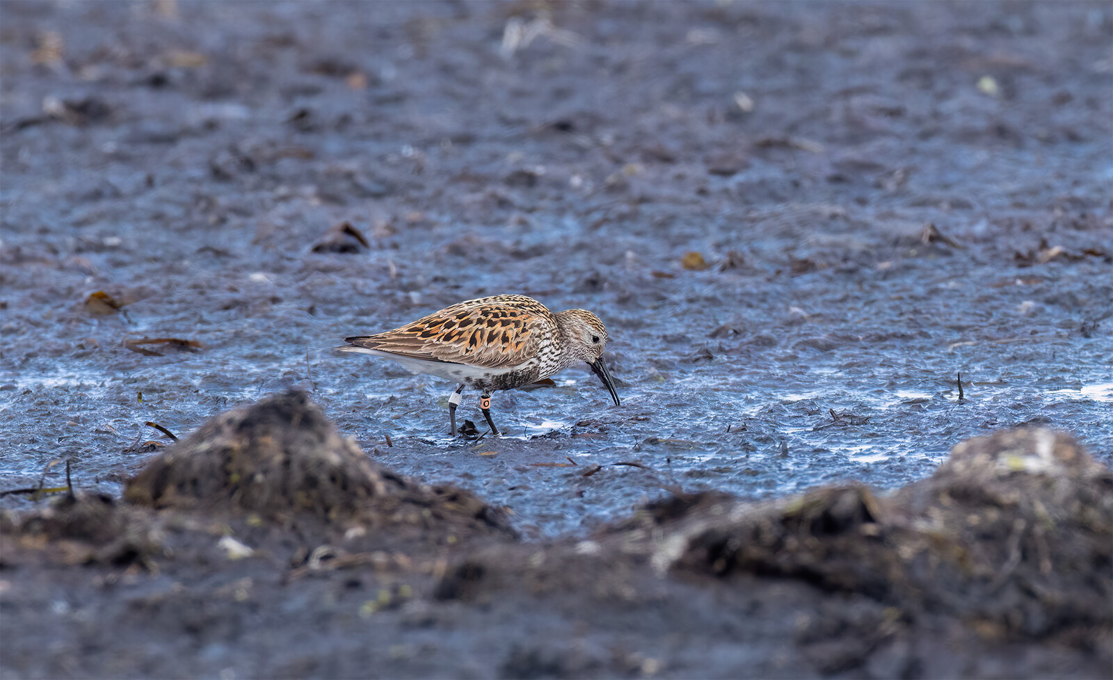 First Southern Dunlin Fenix Returns to Öland After Conservation Efforts ...