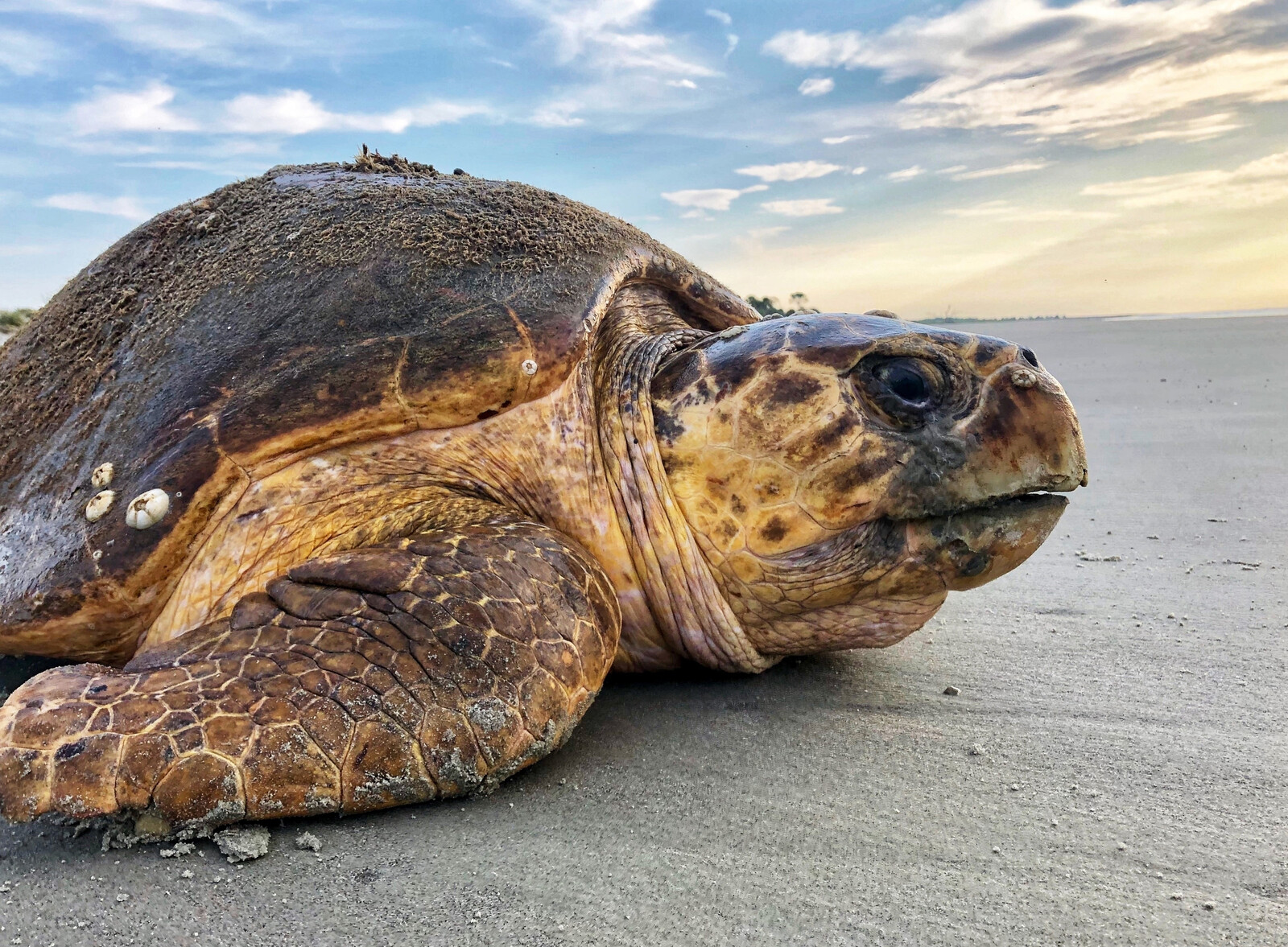 Tropical turtles turned up at Skagen | Sweden Herald