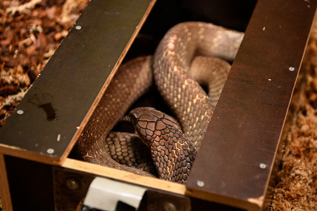 Municipality seeks three-meter-long snake | Sweden Herald