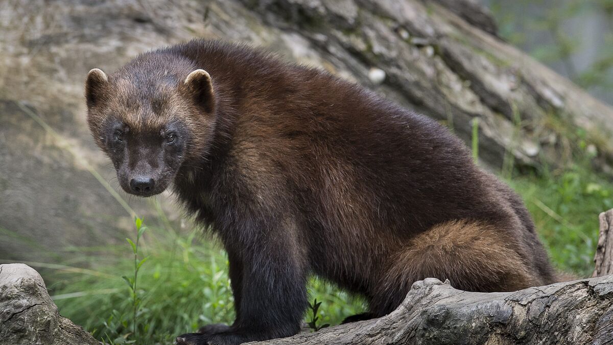 Wolverine population increasing and spreading in Sweden | Sweden Herald