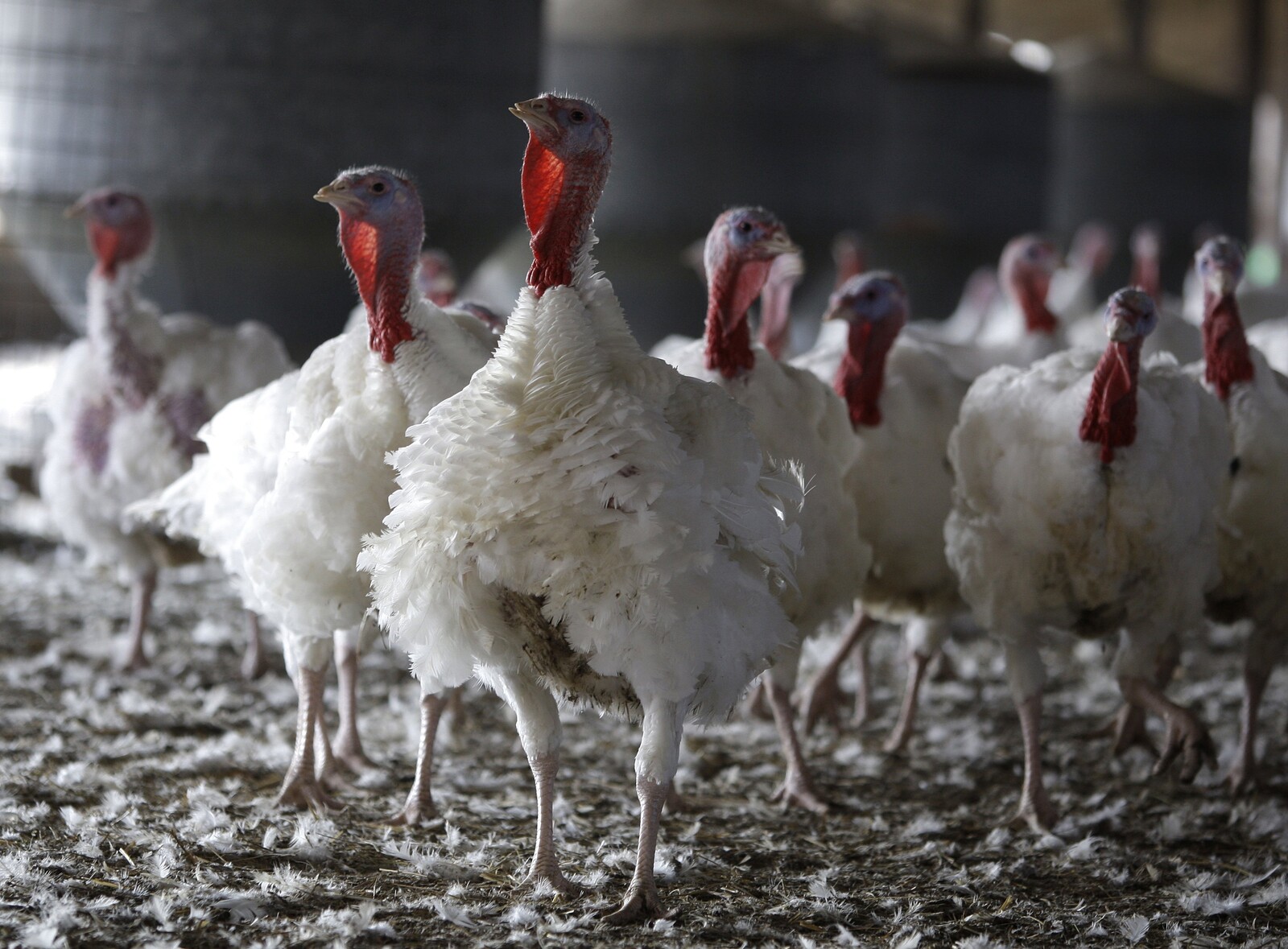 New Bird Flu Outbreak in Denmark Leads to Culling of 10,000 Turkeys ...
