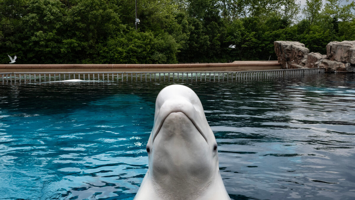 Zoo Seeks Funds to Save Beluga Whales from Euthanasia | Sweden Herald