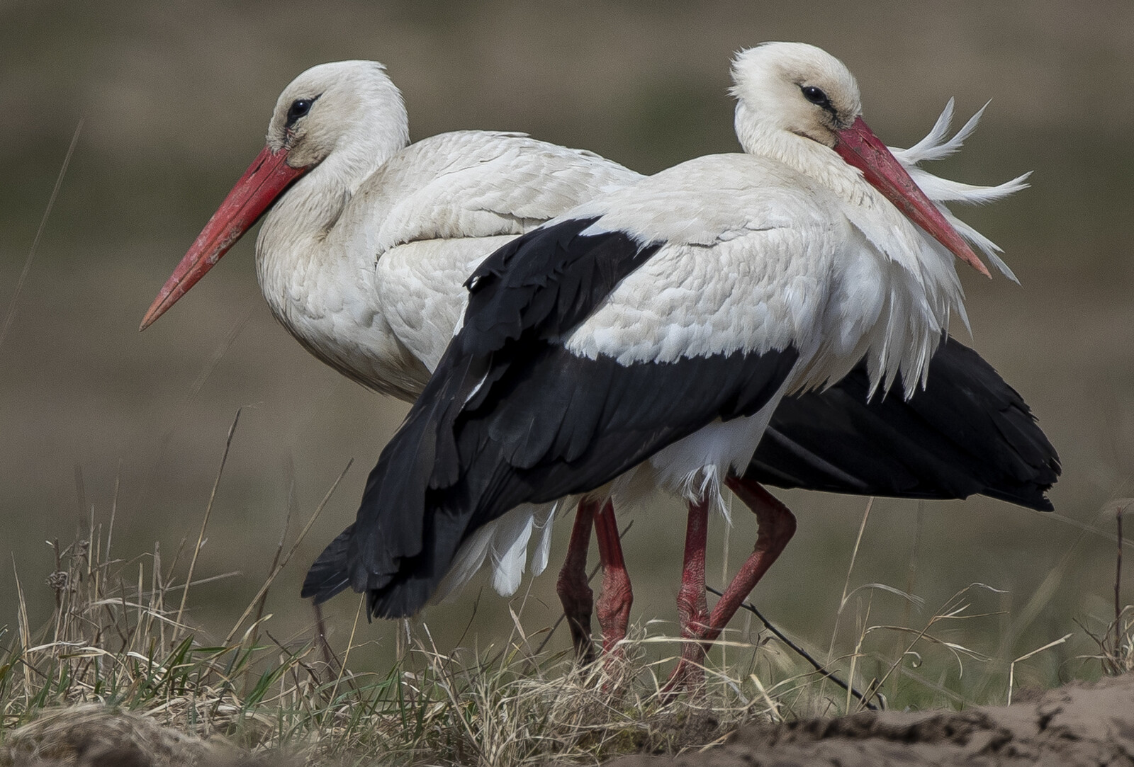 Stork Flock Visits Hälsingland Village in Unusual Stopover | Sweden Herald