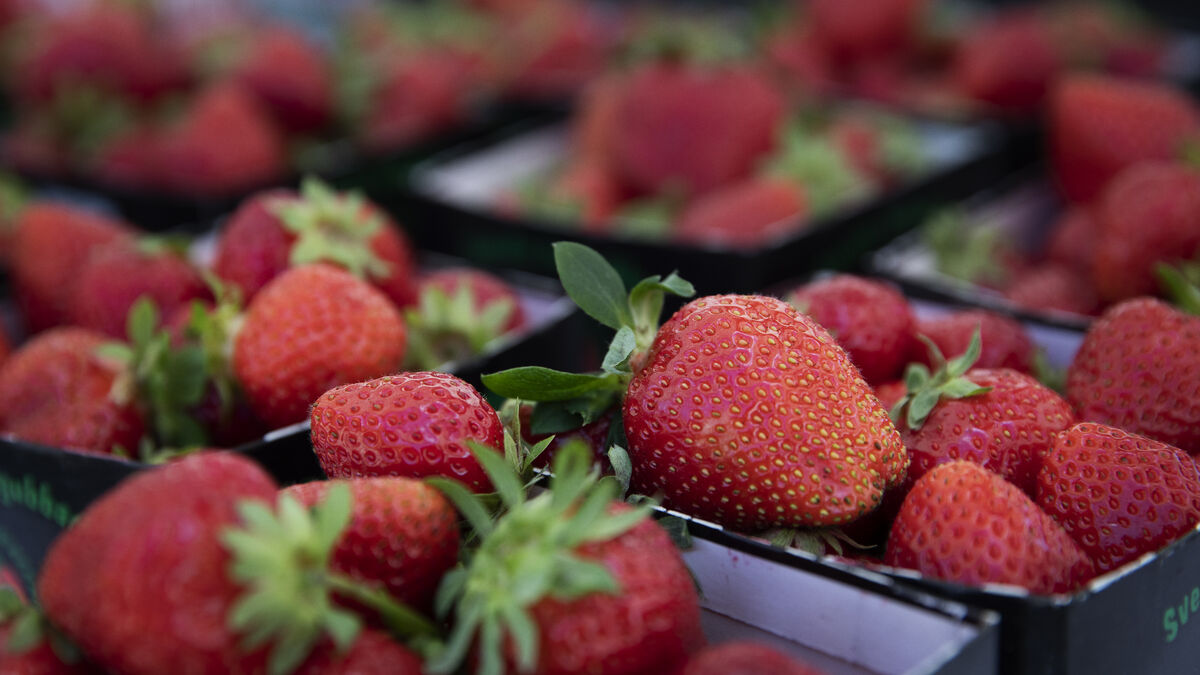 Endocrine disruptors found in many strawberries | Sweden Herald