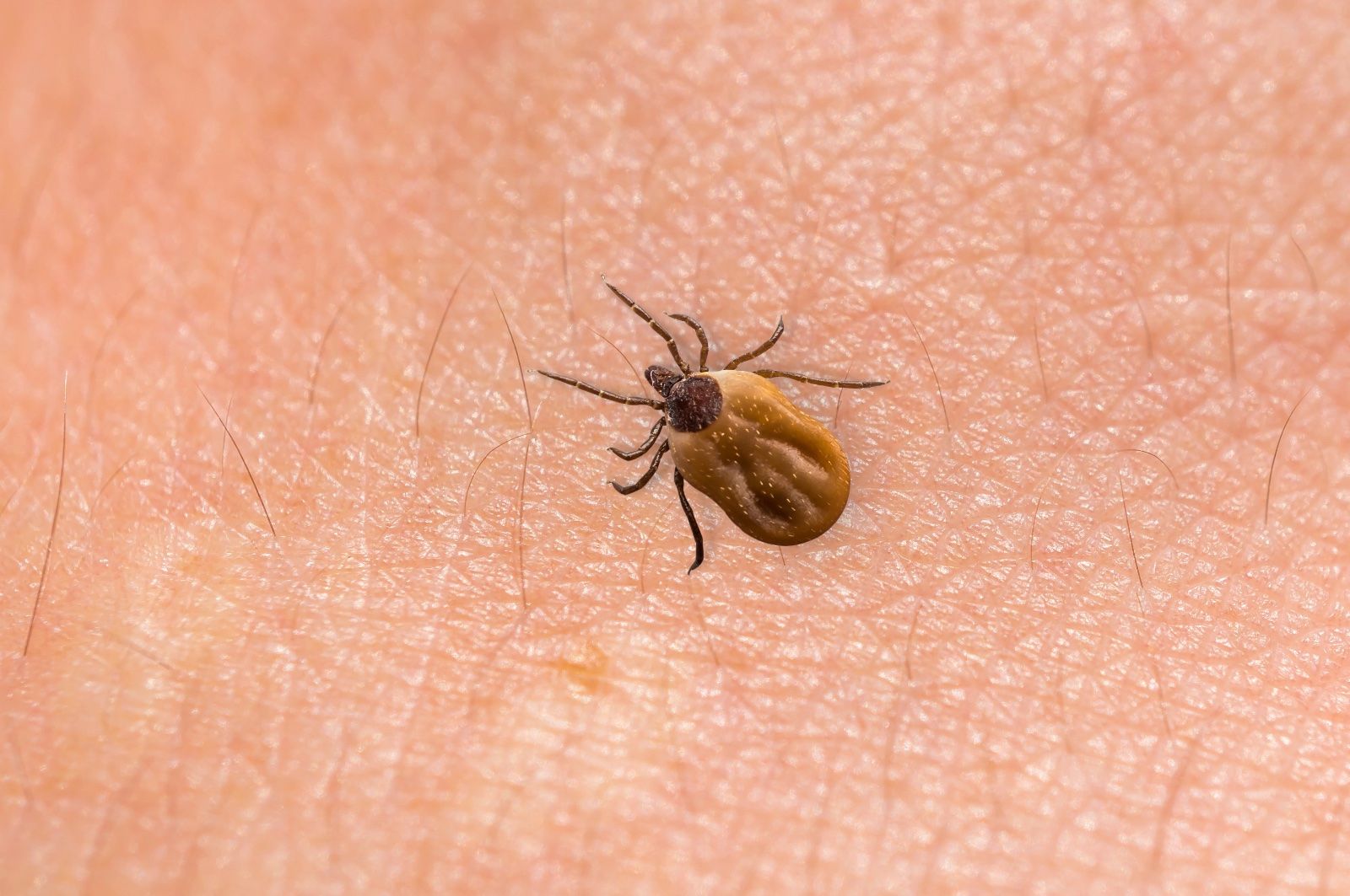 8 Myths about Ticks | Sweden Herald