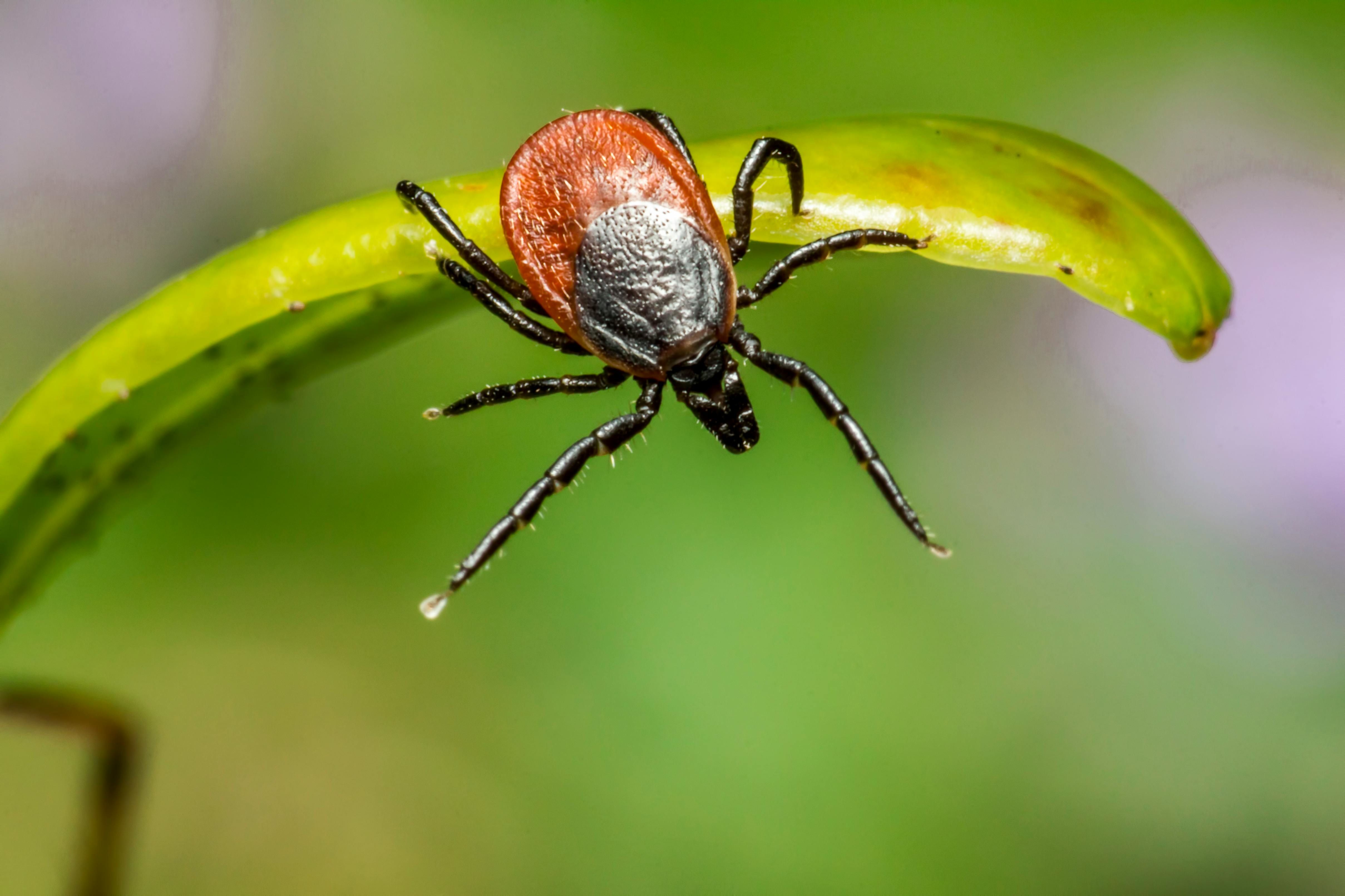 Protecting Yourself from Ticks in Sweden | Sweden Herald